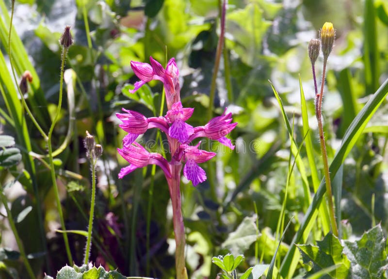 Spring Bloom of a Wild Orchid (lat.- Orchis Stock Photo - Image of ...