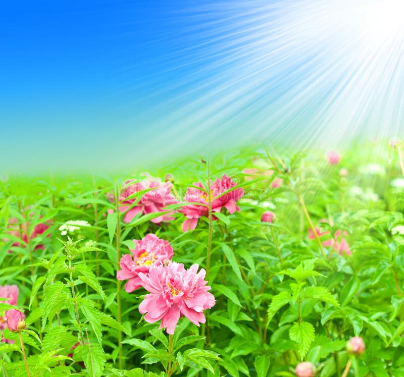 Spring Blooming stock photo. Image of pollen, flowers - 13137634