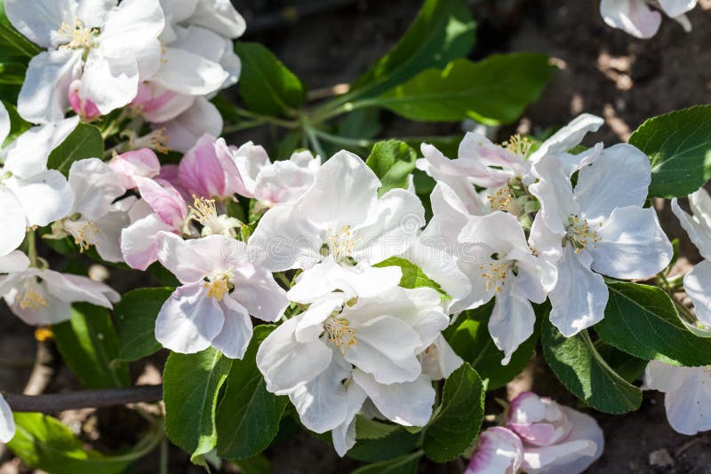 Spring Blooming on Apple Tree Stock Photo - Image of closeup, petal ...