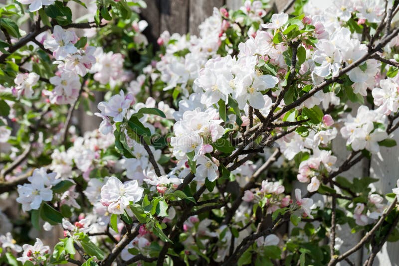 Spring Blooming on Apple Tree Stock Photo - Image of pink, flowers ...