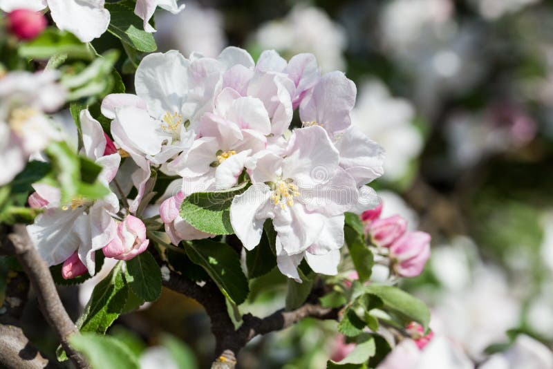 Spring Blooming on Apple Tree Stock Image - Image of isolated, floral ...