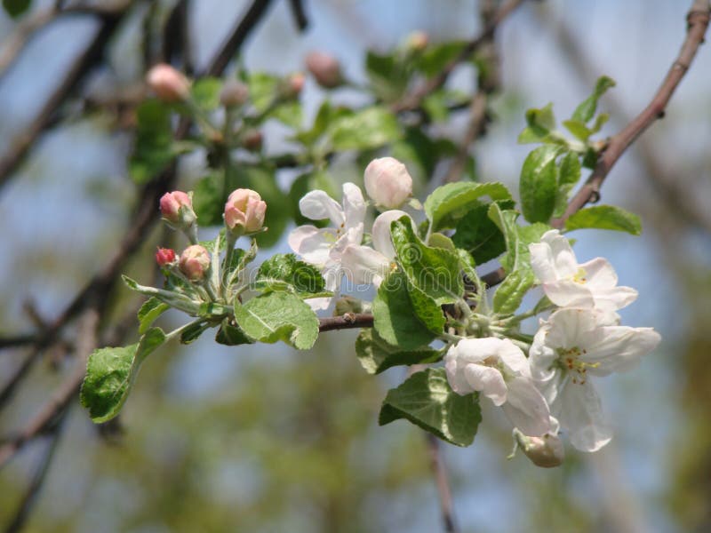 Spring. Blooming Apple Tree Stock Image - Image of flower, apple: 146918419