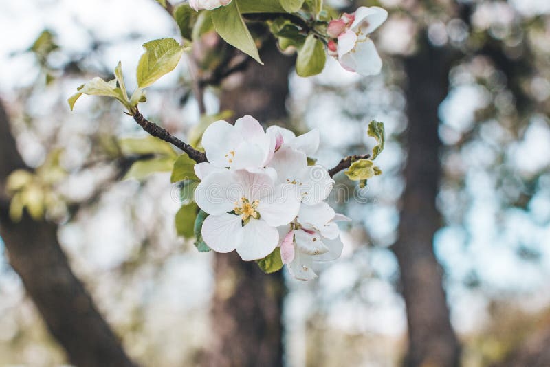 Spring Blooming Apple on the Tree White Stock Image - Image of tree ...
