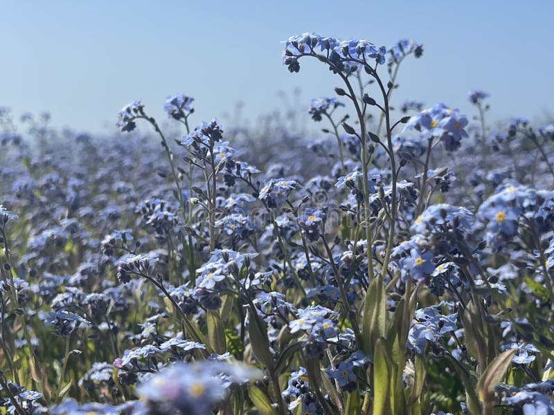 Spring Blooming Background, Small Blue Forget-me-not Flowers, Soft ...