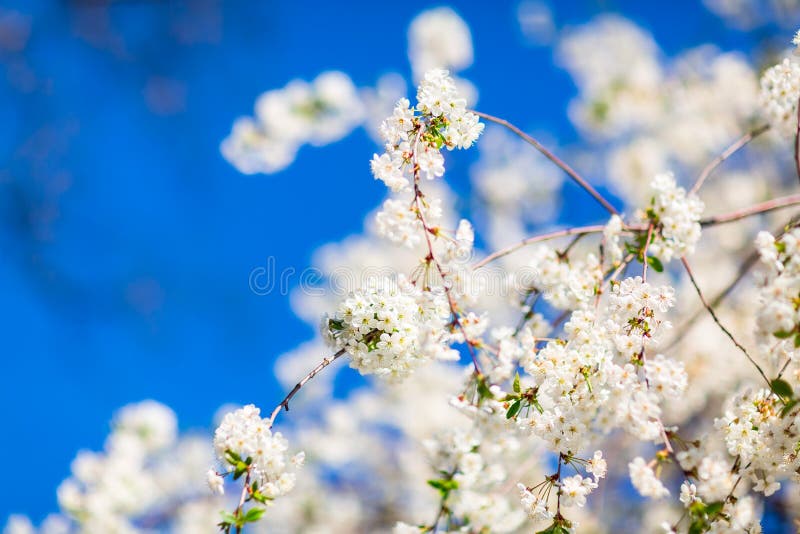 Spring Blooming and Blossoming Flower Branch Against Blue Sky Stock ...
