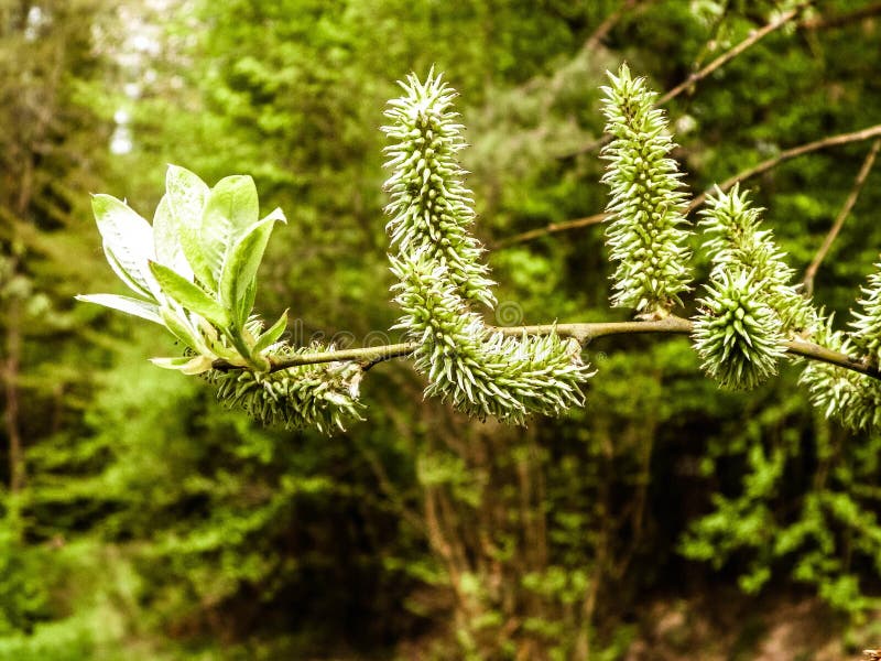 Spring, Blooming Buds on the Tree Stock Image - Image of spring, buds ...