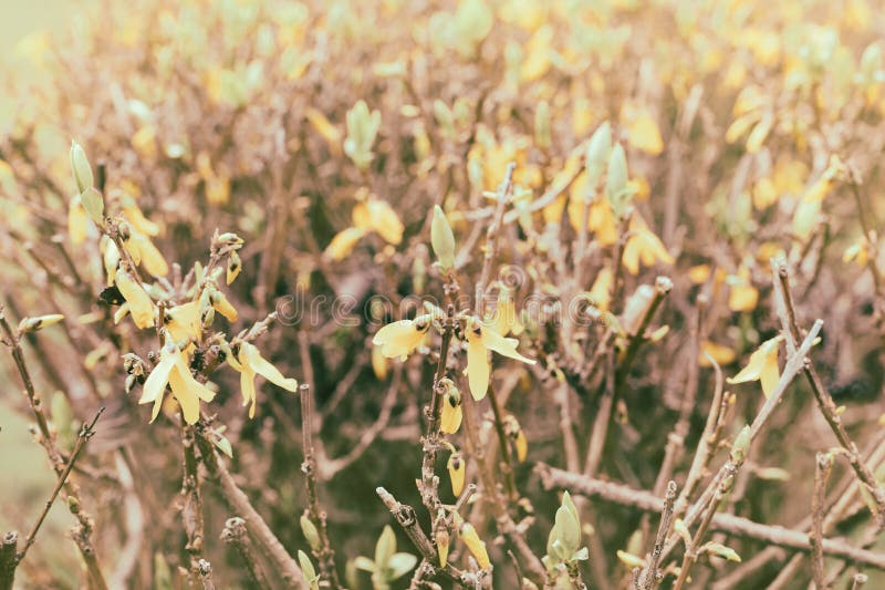 Spring Blooming Bush with Yellow Flowers. Sunny Nature Retro Rustic ...