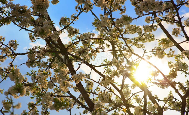 Spring Blooming Cherry Flowers and Sun. Stock Image - Image of cherry ...