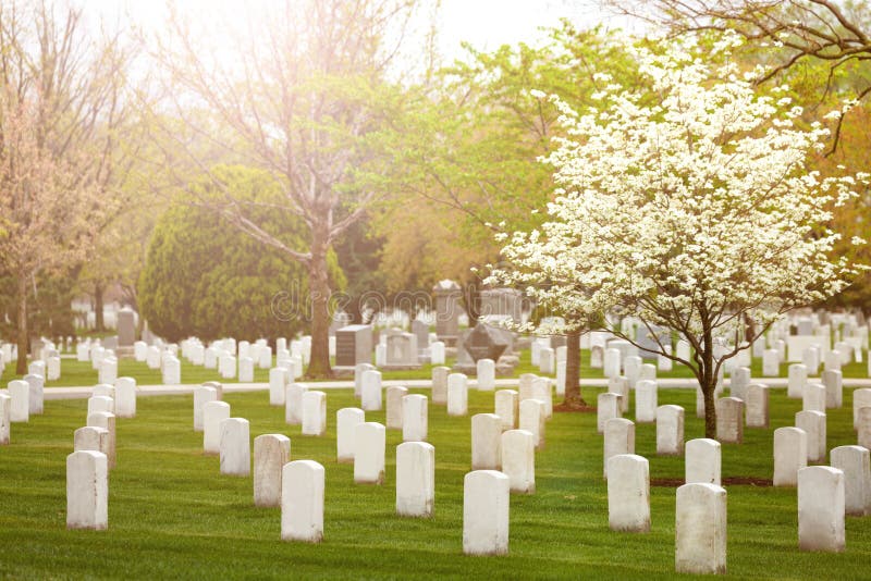 Spring and Blooming Cherry with Rows of Tombs Stock Photo - Image of ...