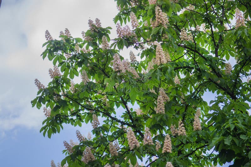 Spring Blooming Chestnut Tree Stock Photo - Image of garden, aesculus ...