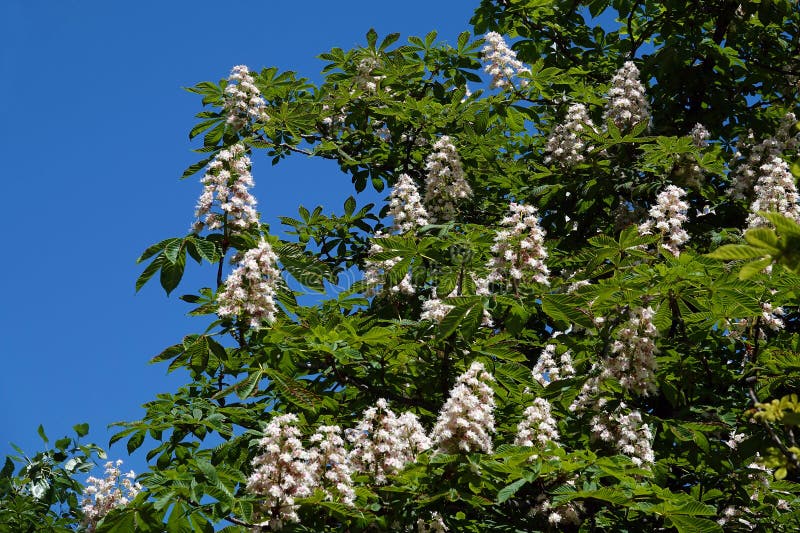 Spring Blooming Chestnut Tree Stock Image - Image of flowering, rare ...
