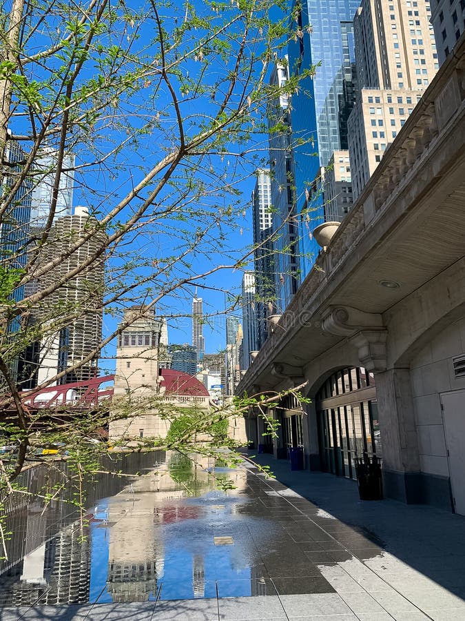 Spring is Blooming on the Chicago Riverwalk, Reflected in the Puddle of ...