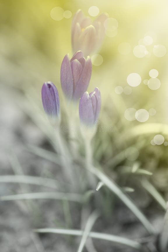 Spring Blooming Crocus in the Sun Stock Image - Image of design, blue ...