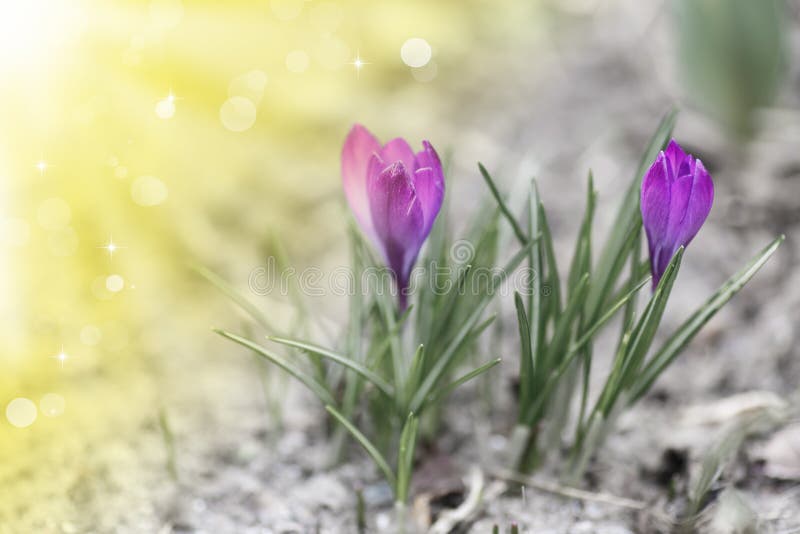Spring Blooming Crocus in the Sun Stock Photo - Image of beauty ...