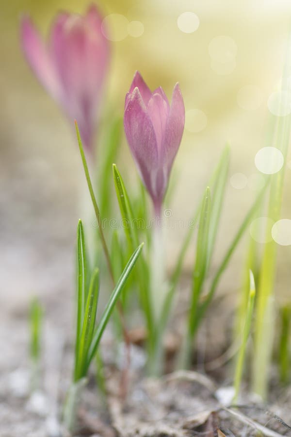 Spring Blooming Crocus in the Sun Stock Image - Image of floral ...