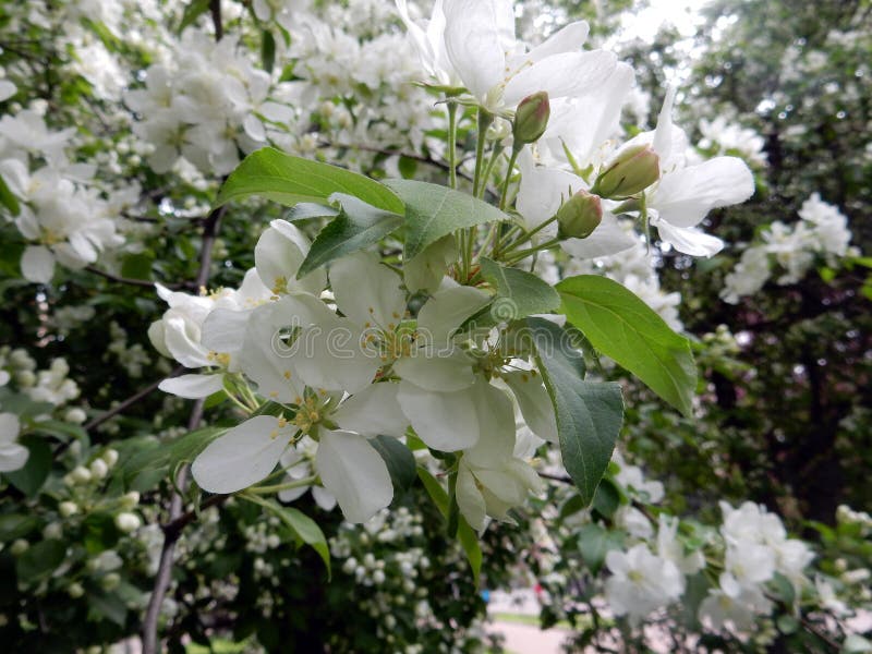 Flowers of Pear Tree in Sunny Spring Day Stock Image - Image of green ...