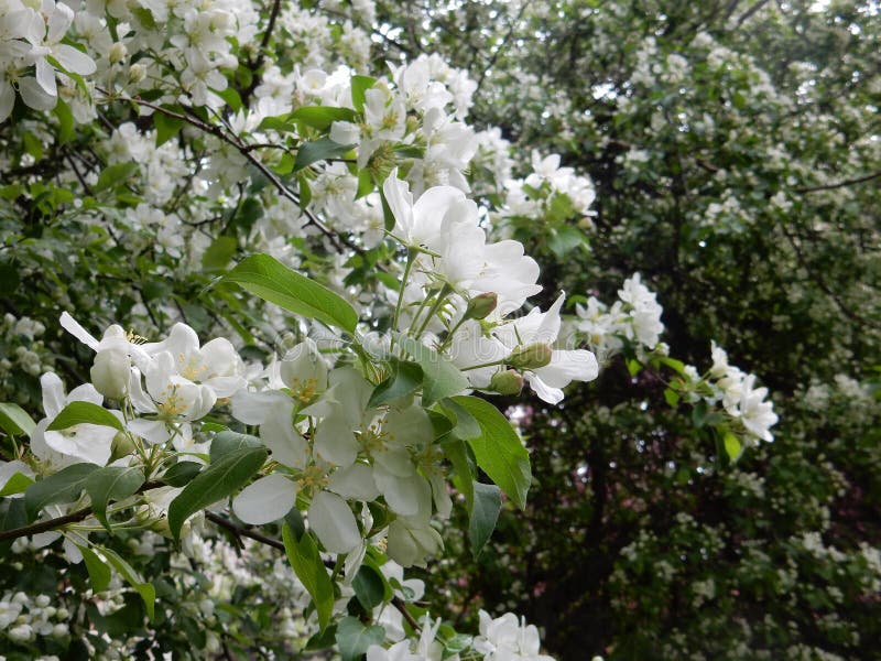 Spring Blooming Delicate White Flowers Pear Trees on a Blurred ...