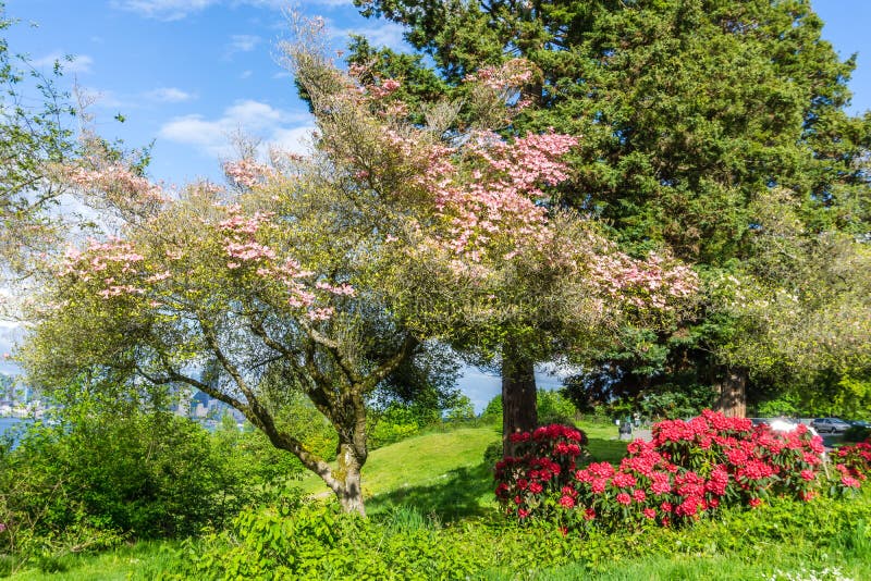 Spring Blooming Dogwood 6 stock photo. Image of dogwood - 185044968