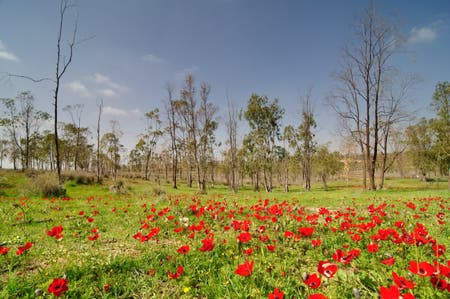 Spring in a Blooming East Negev Desert Stock Photo - Image of sunlight ...