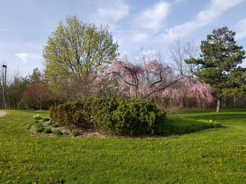 Spring Blooming Evening stock photo. Image of autumn - 247139958