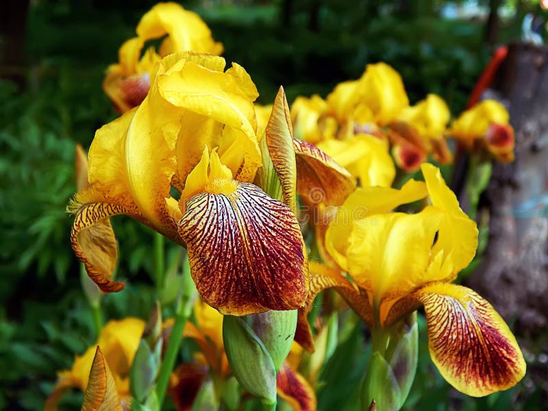 Spring Blooming Flowers of Yellow Asters Stock Photo - Image of flowers ...