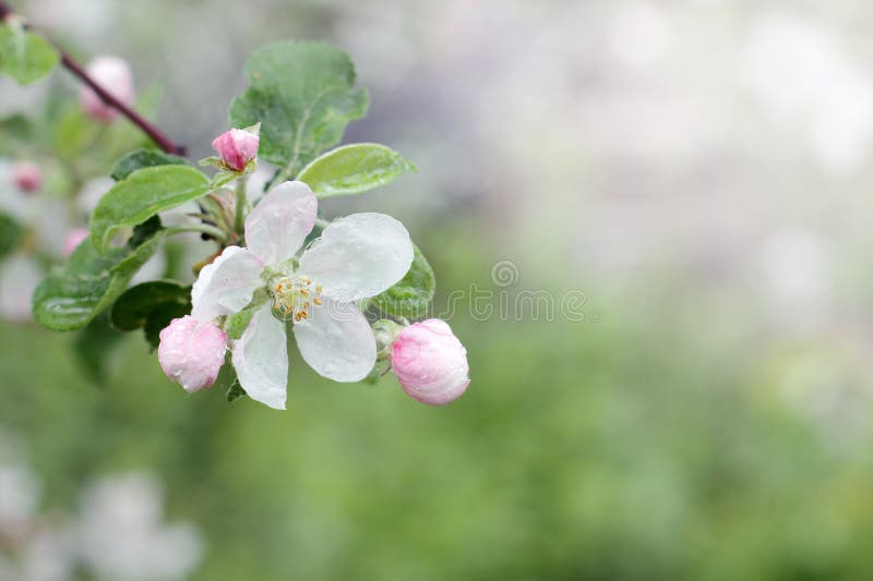 Spring blooming gardens stock image. Image of drops, blossoming - 78391123