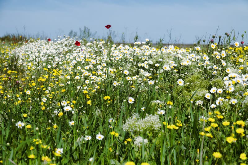 Spring blooming grassland stock image. Image of grass - 271186671