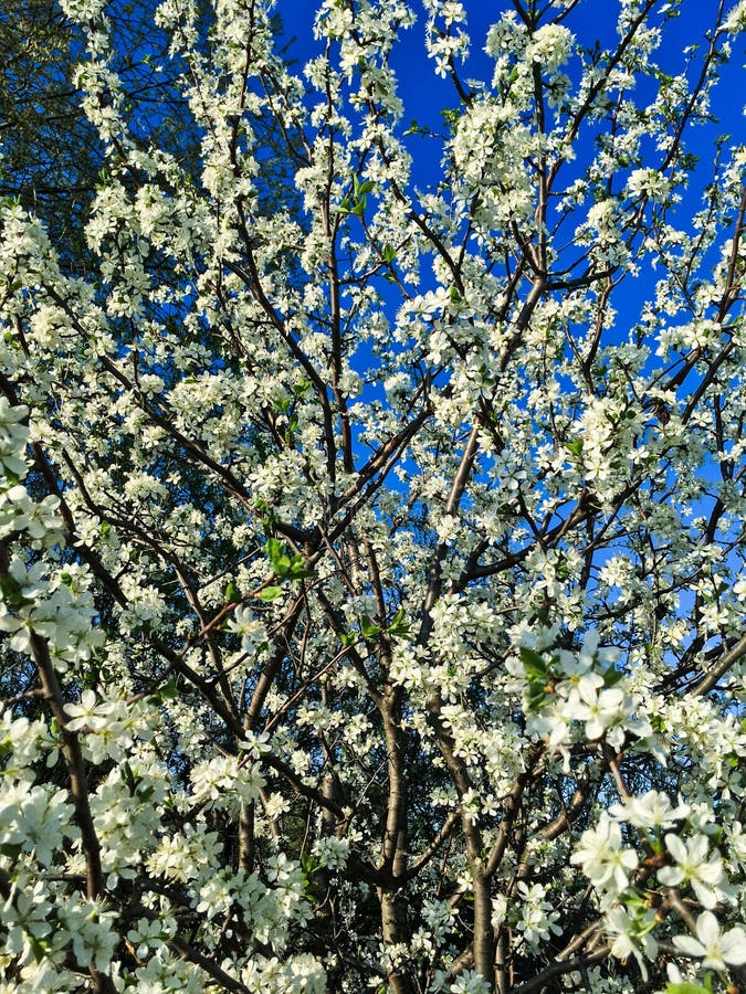 Spring Blooming Green Apple Orchard with White Flowers Stock Image ... Spring Blooming Green Apple Orchard with White Flowers Stock Image ...