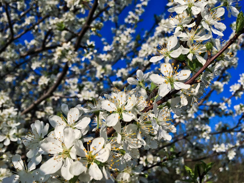 Spring Blooming Green Apple Orchard with White Flowers Stock Photo ... Spring Blooming Green Apple Orchard with White Flowers Stock Photo ...