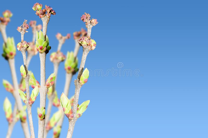Spring Blooming Green Bush Branches with Leaves Stock Image - Image of ...