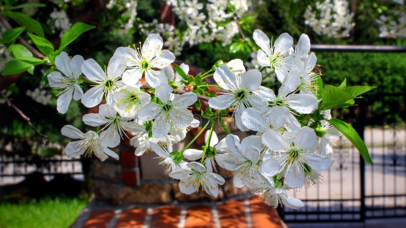 Spring blooming stock image. Image of everyone, beautiful - 88624281