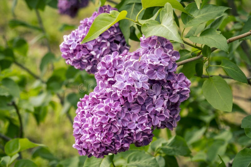 Spring Blooming Lilac Branches Stock Image - Image of landmark, nature ...