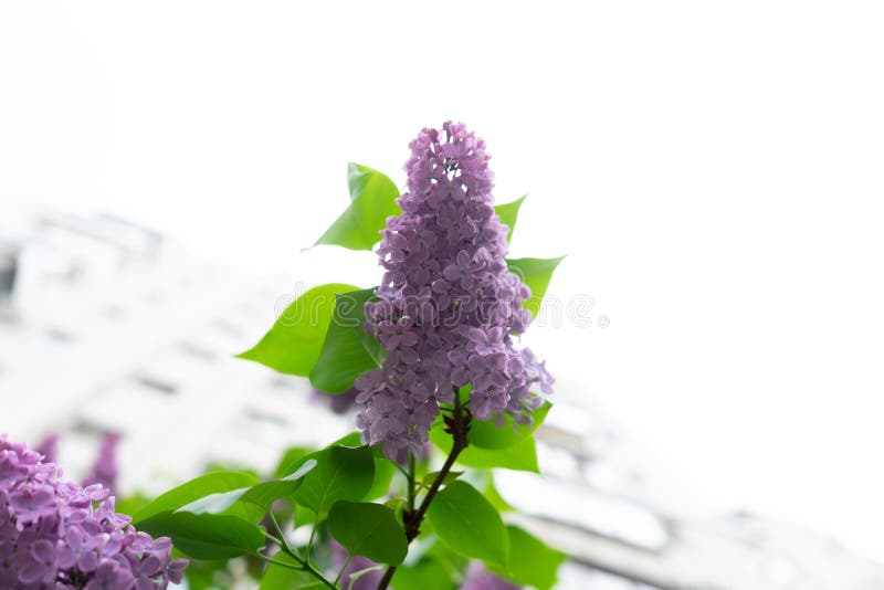 Spring Blooming Lilac Flowers. Sunny Spring Day Stock Image - Image of ...