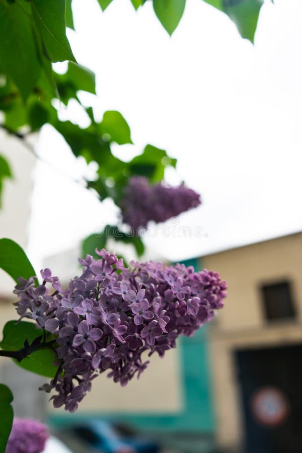 Spring Blooming Lilac Flowers. Sunny Spring Day Stock Image - Image of ...
