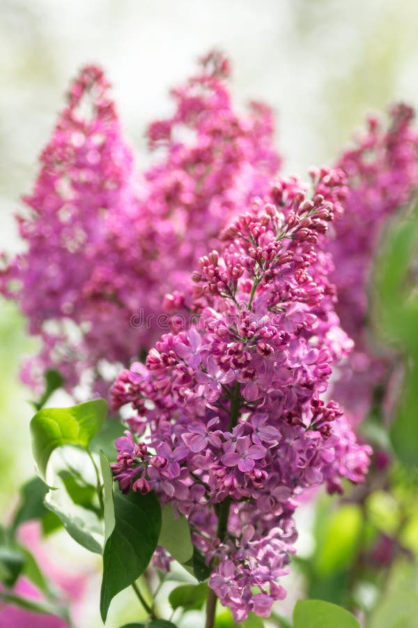 Spring Blooming Lilac Tree Flowers. Lilac Blossom in Spring Stock Photo ...