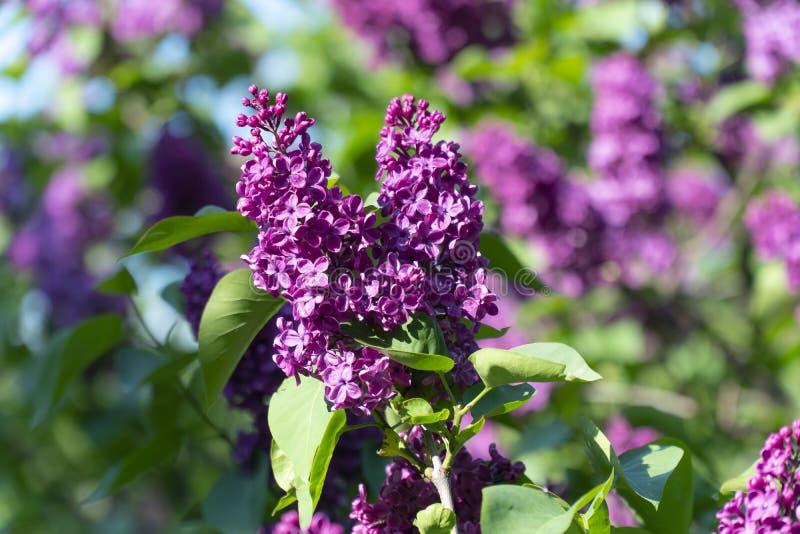 Spring Blooming Lilac Tree stock photo. Image of botanical - 168159350