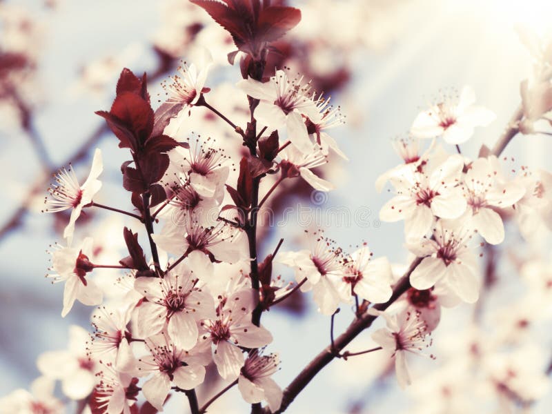 Spring Blooming stock image. Image of tree, abstract - 39260845