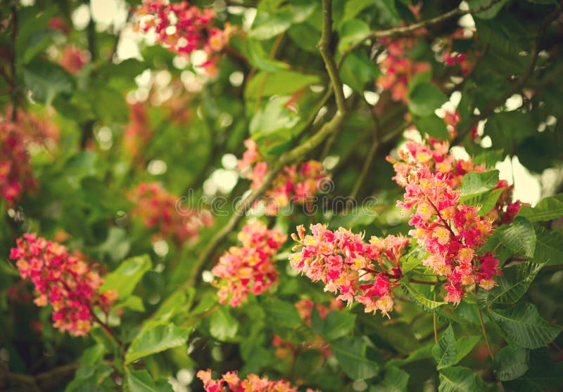 Pink chestnut stock photo. Image of petal, flowers, plant - 99158844