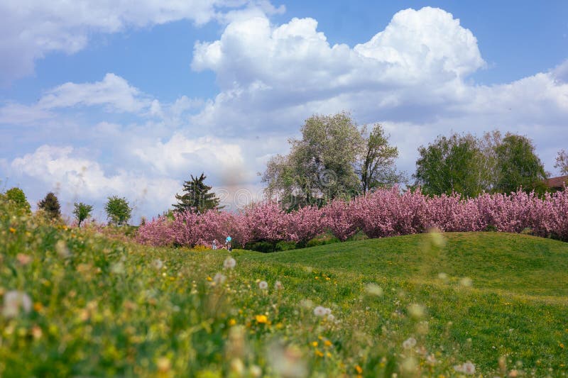 Spring Blooming Pink Trees and Puffy Clouds. a Field of Dandelions with ...