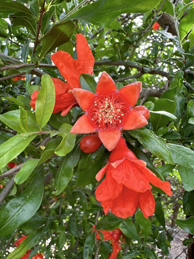 Spring Blooming Pomegranate and the Ovary of the Fruit (Punica Granatum ...