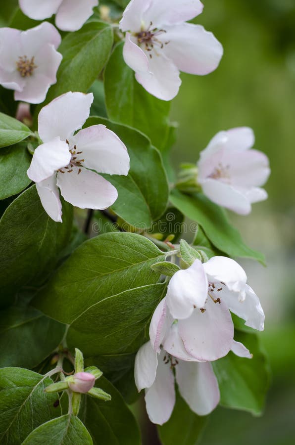 Quince Apple Tree. Close-up Stock Photo - Image of fresh, natural ...