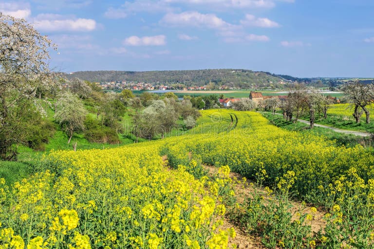 33,896 Rape Tre Stock Photos - Free & Royalty-Free Stock Photos from ...