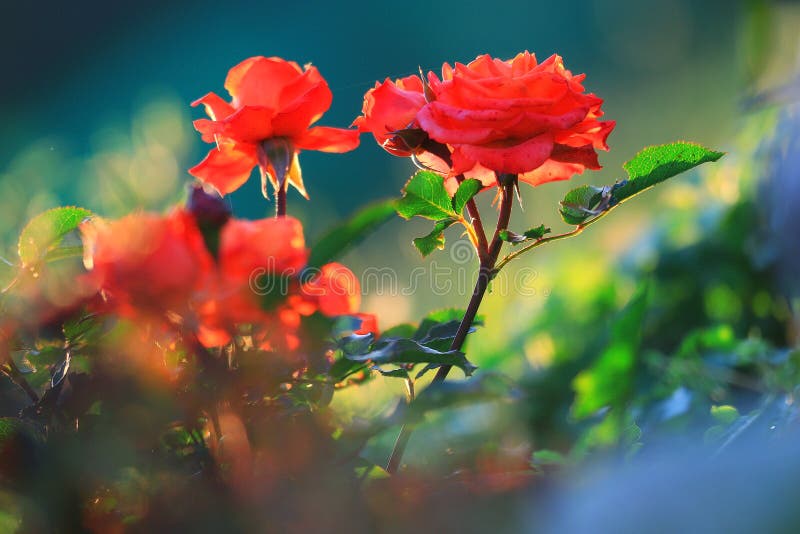 Spring blooming rose stock photo. Image of fresh, holiday - 69413834