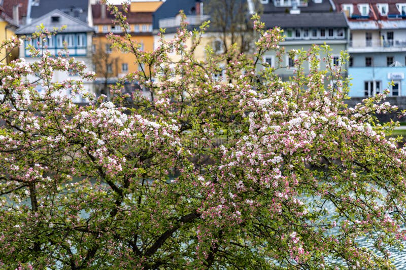 Spring Blooming Sakura in an Ancient European Austrian City Stock Image ...