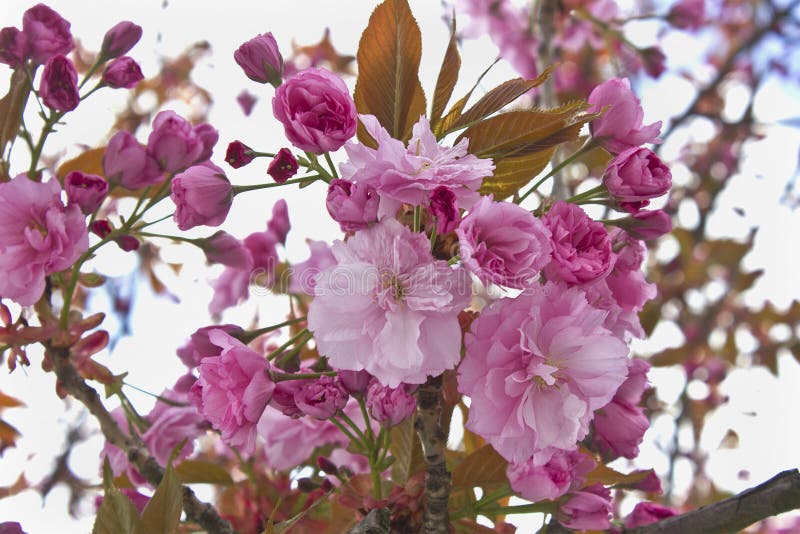 Spring Blooming Sakura Tree Stock Image - Image of decorative, spring ...