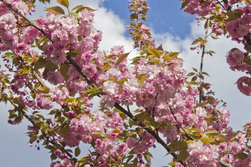 Spring Blooming Sakura Tree Stock Photo - Image of decorative, close ...
