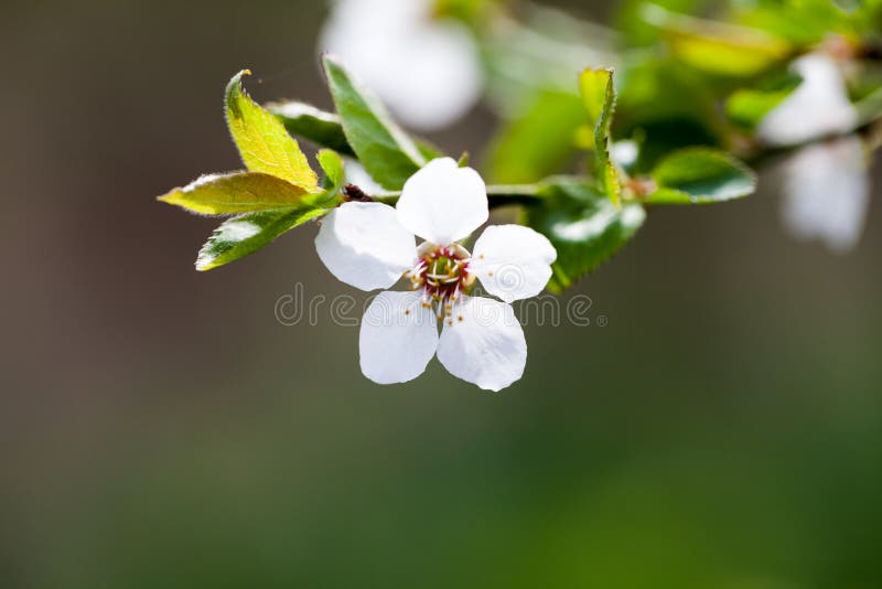 Spring Blooming on Sour Cherry Tree Stock Image - Image of green, fresh ...