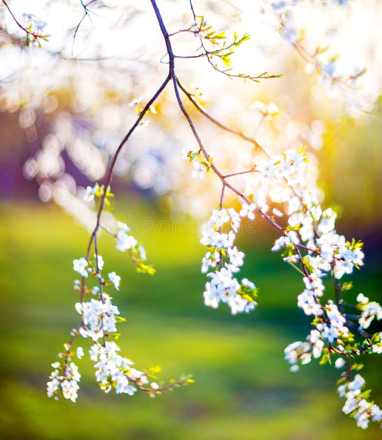 Spring stock image. Image of color, amazing, cherry, bokeh - 53991671