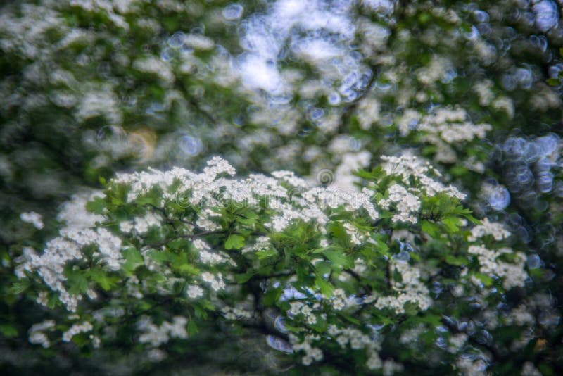 Spring stock photo. Image of flowers, background, blooming - 93607806