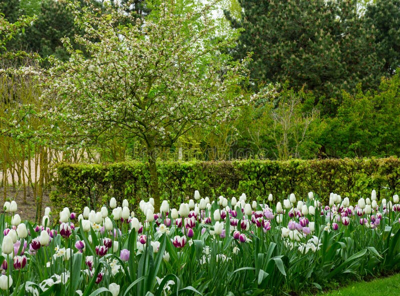 Spring Blooming Tree in a Green Garden Stock Image - Image of botanical ...